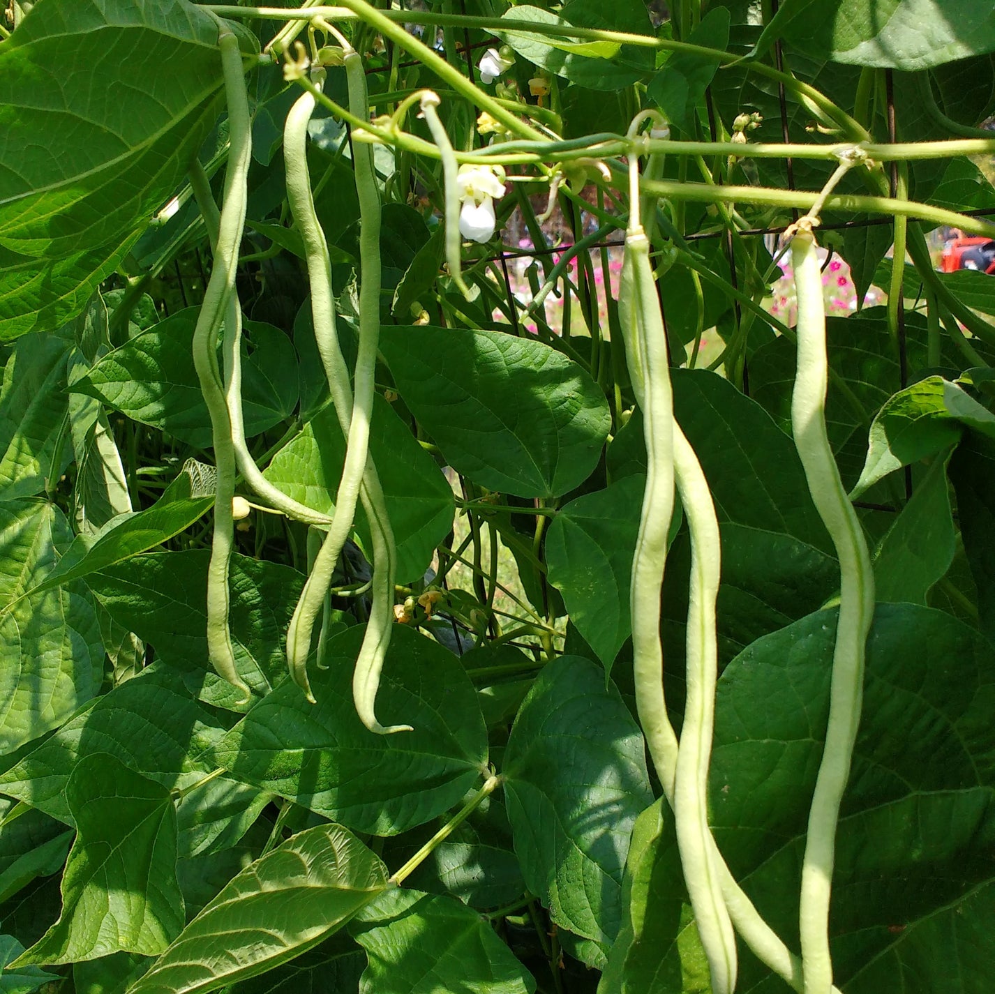 Fortex Filet Bean - High Climbing with Looong Pods | Organic Seeds ...
