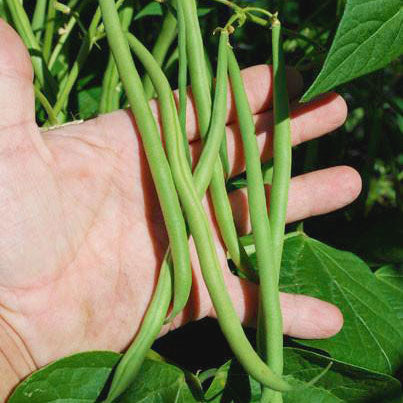 Maxibel Green Filet Bush Bean - Reliable, Tasty, Fresh | Organic Seeds ...