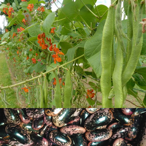 Scarlet Runner Bean - Highest Climbing Bean | Certified Organic Seeds ...