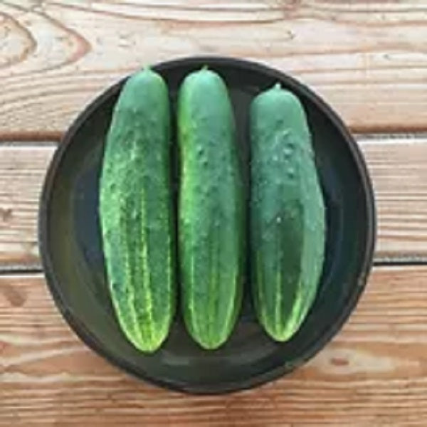 Marketmore 76 Cucumber - Heat Tolerant, Long Season | Organic Seeds ...